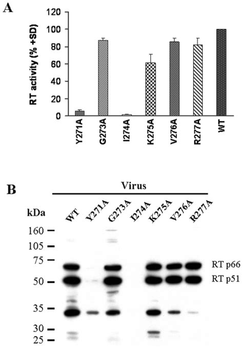 A Rt Activity In Wild Type Wt And Mutant Pseudoviruses Was Tested