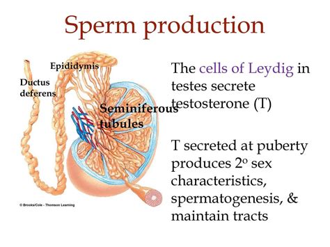 Spermatogenesis Slide