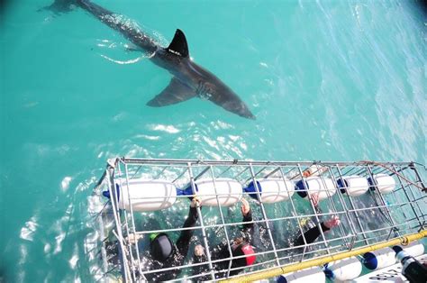 Best Great Shark Cage Diving Shots Shark Cage Diving With Great White