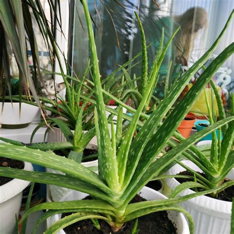 Алоэ Вера Бали купить в Санкт Петербурге цена 200 руб дата