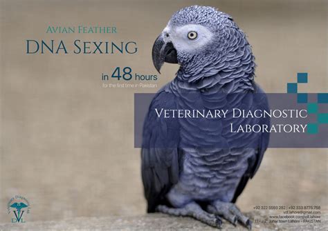 Birds Dna Sexing In Pakistan