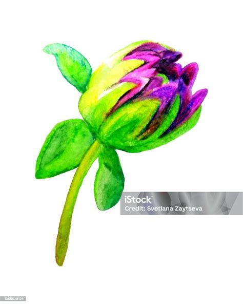 Ilustración De Boceto De Un Capullo De Flor De Gerbera En Acuarela Y Más Vectores Libres De