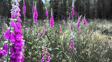 036 Summer Wildflower Walk