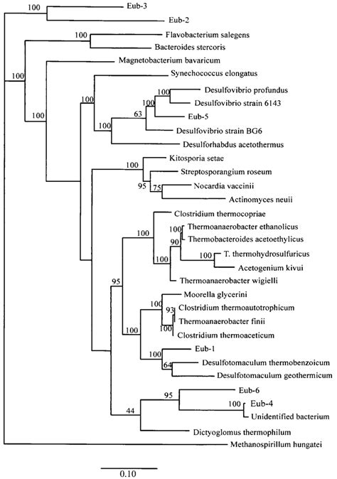 Phylogenetic Tree For Eubacteria Showing The Positions Of The Six Otus