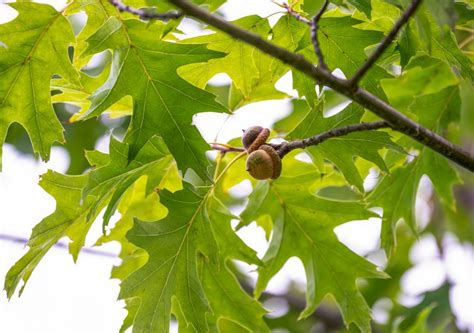 How To Grow And Care For A Red Oak Tree