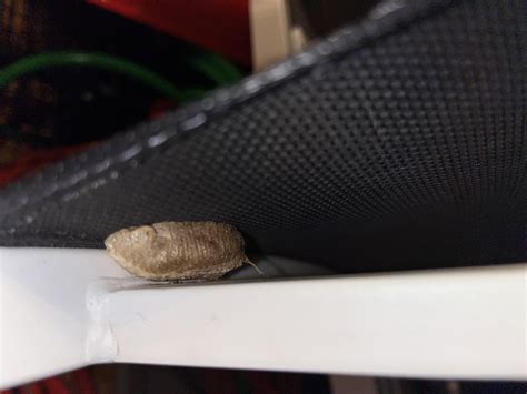 Info On Praying Mantis Egg Sack Rwhatsthisbug Info On Praying Mantis Egg Sack Rwhatsthisbug