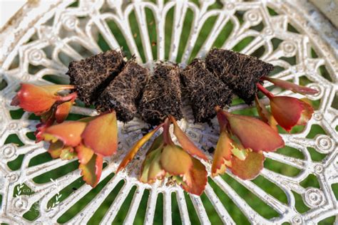 Kalanchoe Sexangularis Uk Grown Succulents Six Angled Kalanchoe Corseside Nursery