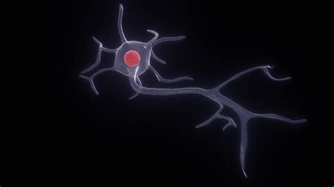 3d Multipolar Neuron Model Turbosquid 2028654