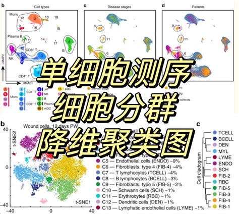 单细胞测序细胞分群图解
