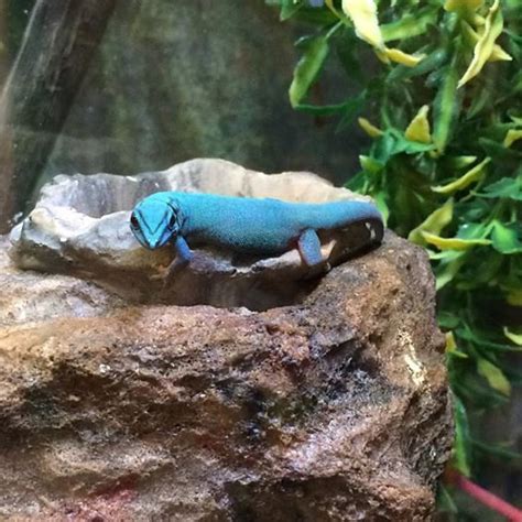 Electric Blue Day Gecko Male