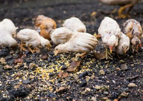 Chicken Salpingitis Causes Symptoms And Treatment The Happy