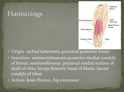 Knee Ms Bowman Ppt Download