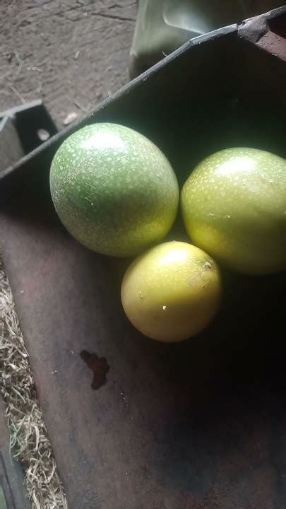 Markusa Fypyoutube Youtube