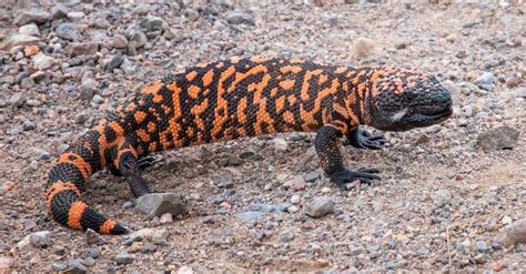 Gila Monster Animal Pictures A Z Animals
