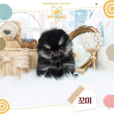 블랙탄포메여아 마이멍