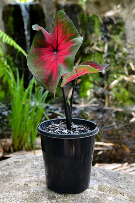 Caladium Bicolor Black Stem Red Heart