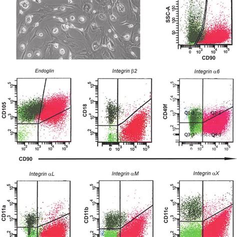 Surface Integrin Expression In Cells From Mixed Cultures Culturing Download Scientific Diagram