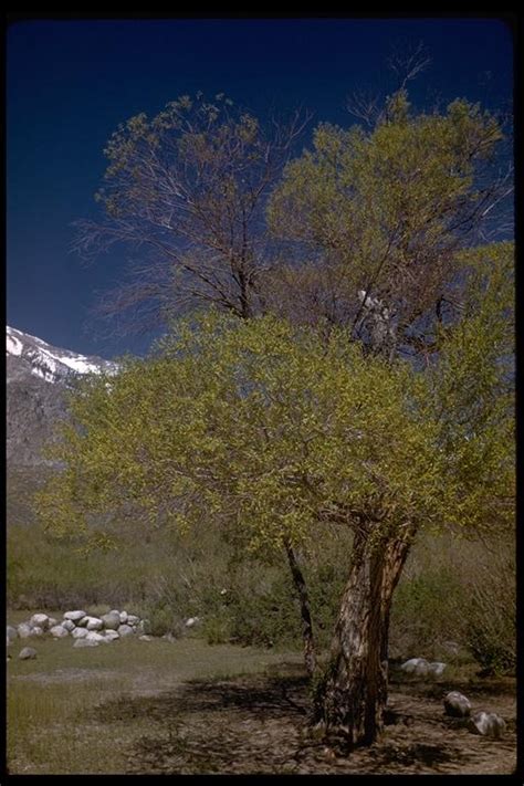 Red Willow Photos Page 1