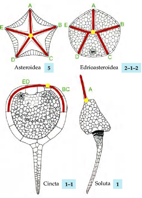 5 Arrangement Of Ambulacra In Modern And Fossil Groups The Top Left Download Scientific
