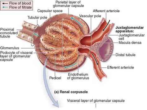 Glomerular Vascular Pole