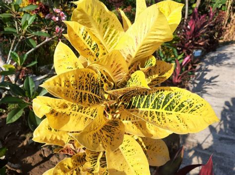 Codiaeum Variegatum With Striking Yellow Leaves Among The Many Types Of