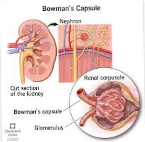 31 Mention The Importance Of Thyroxine Hormone And The Effect Caused