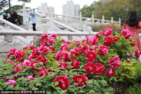牡丹花开，与沉香亭相映成趣