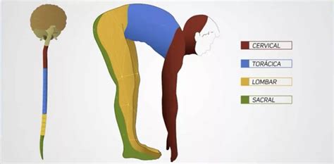 Myelination Of The Nervous System The Basis Of Character Structures