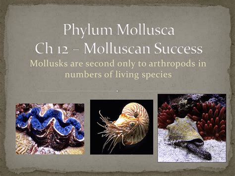 Phylum Mollusca Ch 12 Molluscan Success