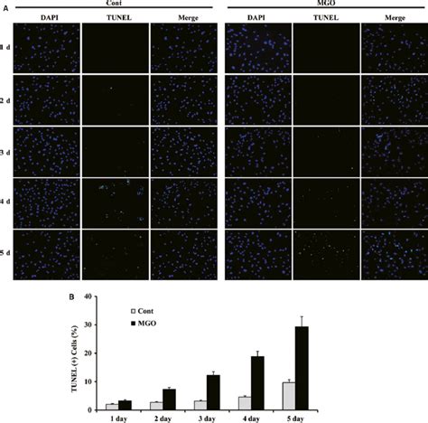 Low Dose Mgo Induced Apoptosis In Huvecs And In Endothelial Cells Ecs