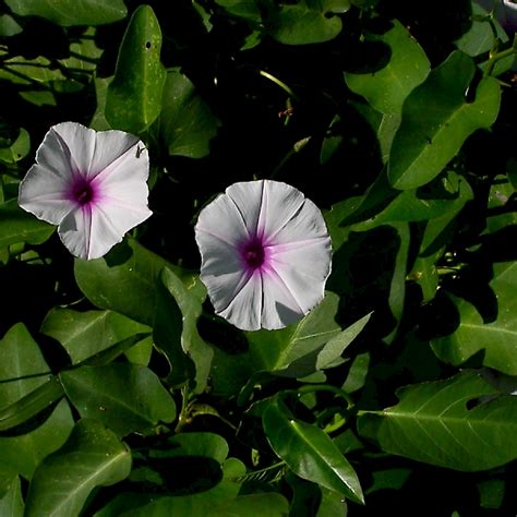 Ipomoea Aquatica Ufifas Assessment University Of Florida
