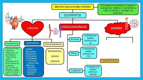 Sistema Circulatorio Mapa Conceptual Youtube