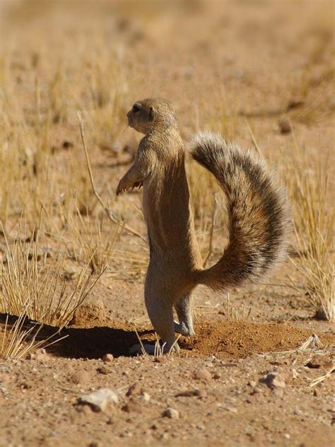 Ubuntu 16 04 LTS Xenial Xerus リリース よしまさのブログ