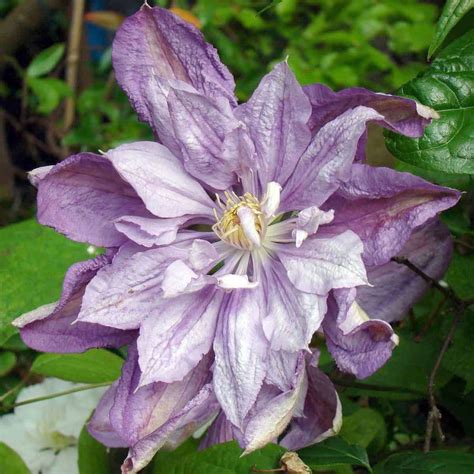 Clematis Proteus Live Plant In A 4 Inch Growers Pot Clematis Prot