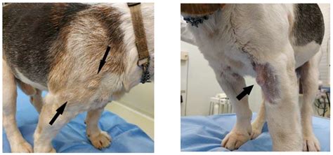 E Canis In Dog Treatment At Lynda Higgins Blog