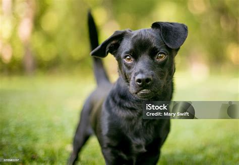 A Chihuahua X Dachshund Mixed Breed Puppy Also Known As A Chiweenie