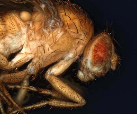 Eye Of Fruit Fly Stock Image Image Of Diptera Insect 140275451