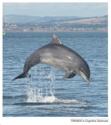 Cognitive Skills In Bottlenose Dolphin Communication Trends In