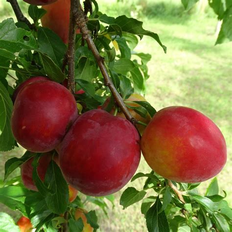 Plūme Komēta Heimanis Stādaudzētava