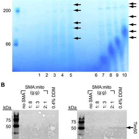 The Chemical Structure Of The Sma Copolymer The 3 1 Sma Copolymer
