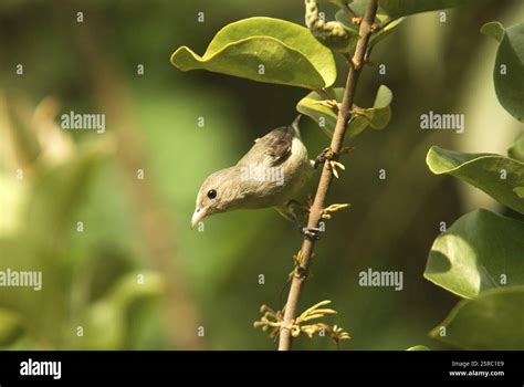 Tickells Flowerpecker Dicaeum Erythrorhynchos At Hebbal Lake Bangalore Karnataka India Asia