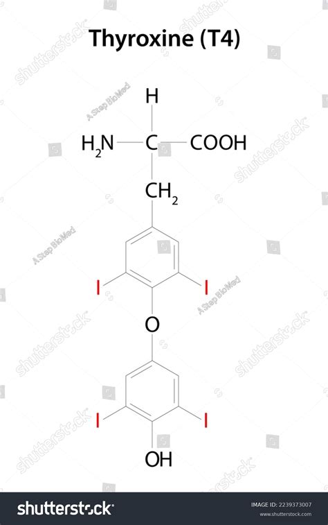 Thyroxine T4 One Two Major Hormones Stock Vector Royalty Free