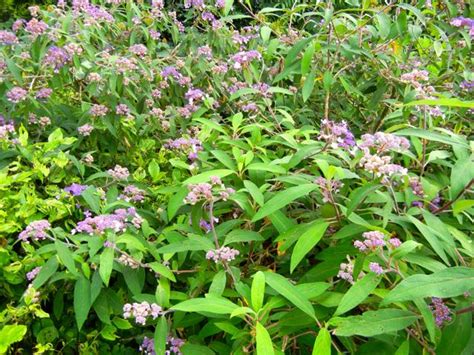 Hydrangea Aspera Var Macrophylla Online Flower Garden