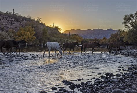 Where To See The Salt River Wild Horses In Arizona Best Locations In 2025