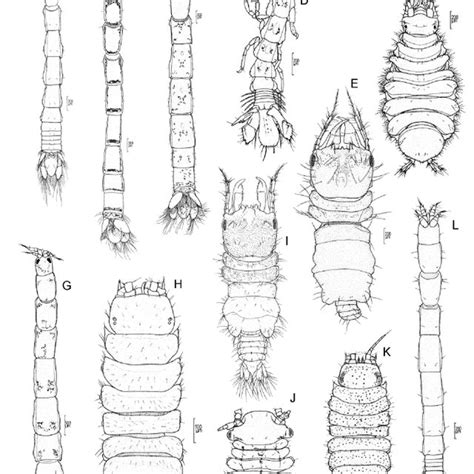 Dorsal Views Of The Common Isopod Crustaceans Occurred And Described