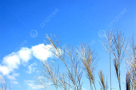 가을 가을 바람 속 푸 른 하늘 흰 구름 아래 황금빛 갈대 풀 가을 바람 가을 삽화 배경 일러스트 및 사진 무료 다운로드