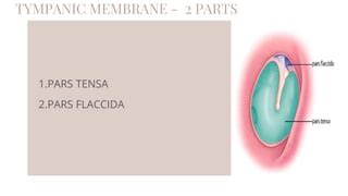 Tympanic Membrane Pptx