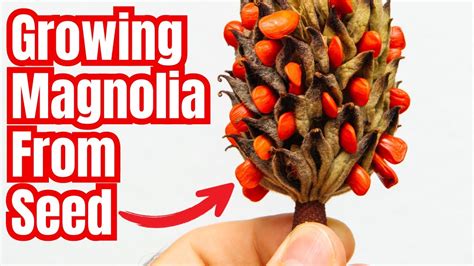 Magnolias Trees Types Selecting The Right Variety Guide Eco Savvy Blog