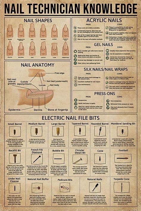 Integumentary System Part 2 Artofit