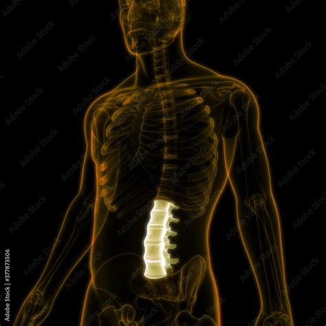 Spinal Cord Vertebral Column Lumbar Vertebrae Of Human Skeleton System